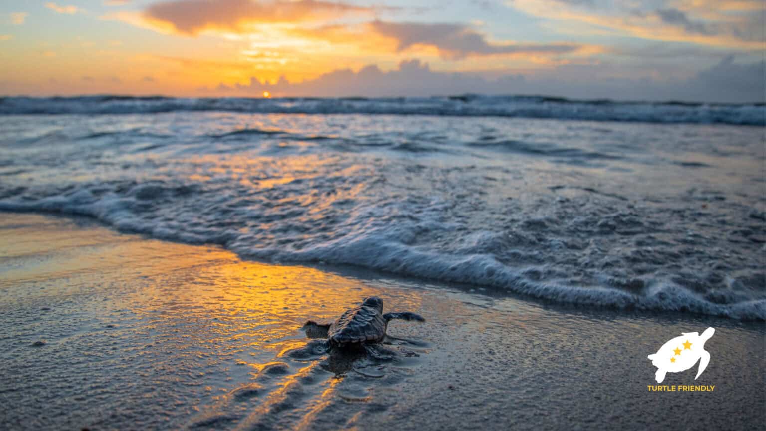 Turtle Friendly Lighting – LIGMAN